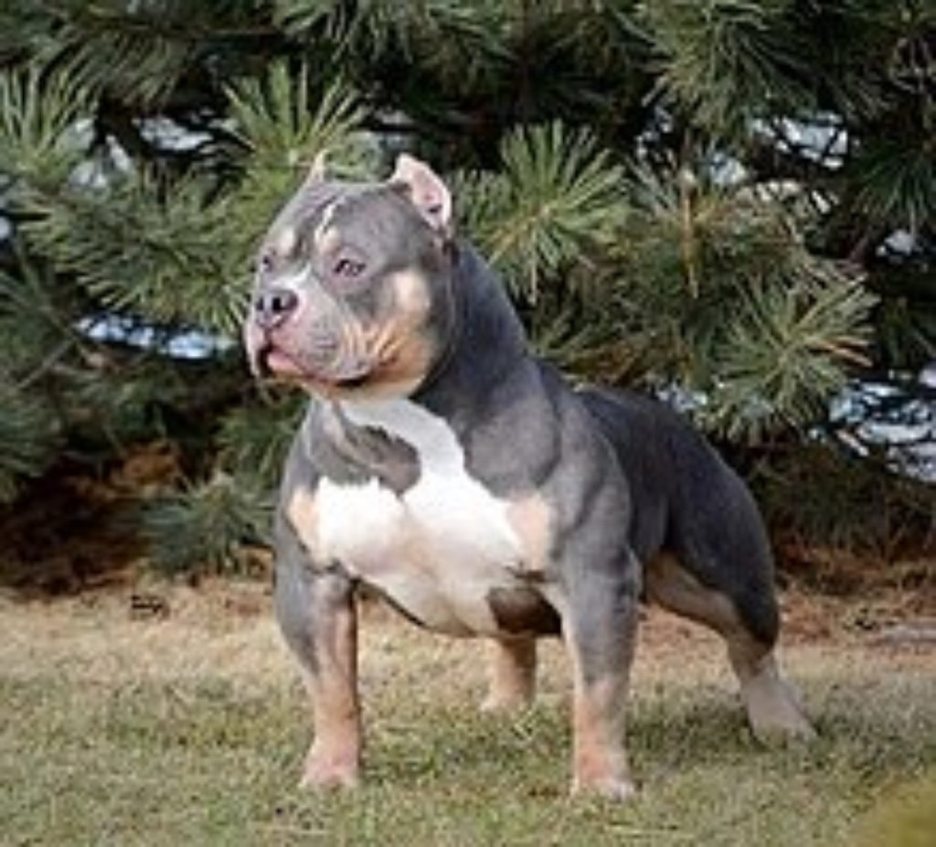 Why is XL bully banned in UK? Why were XL bullies banned in UK? - ABTC